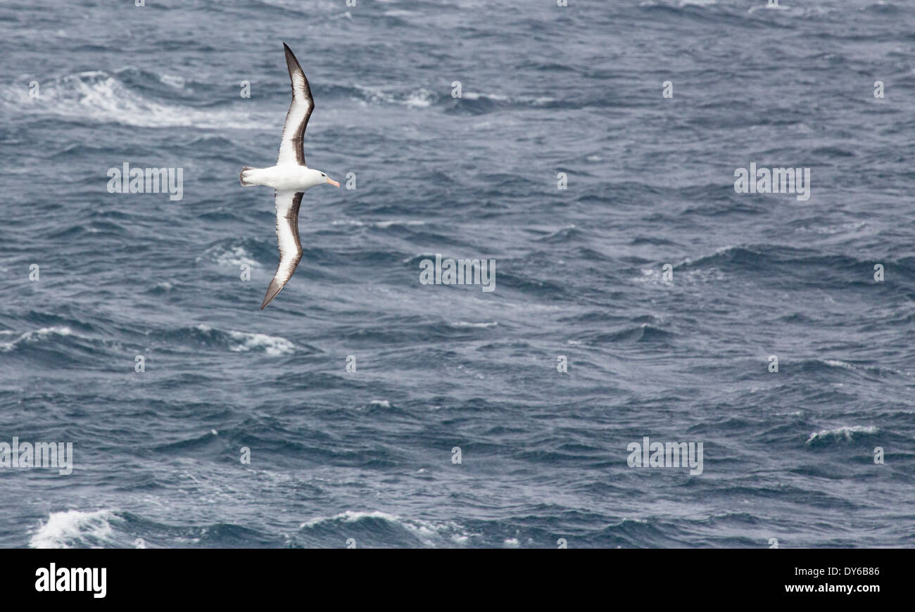 Drake passage antarctica albatross hi-res stock photography and images ...