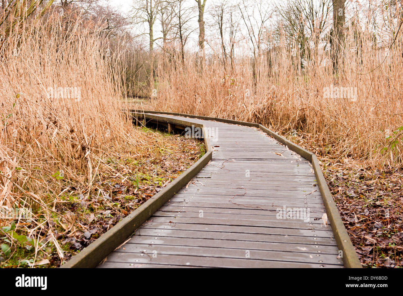 Wooden pathway through swamp with straw reeds Stock Photo - Alamy