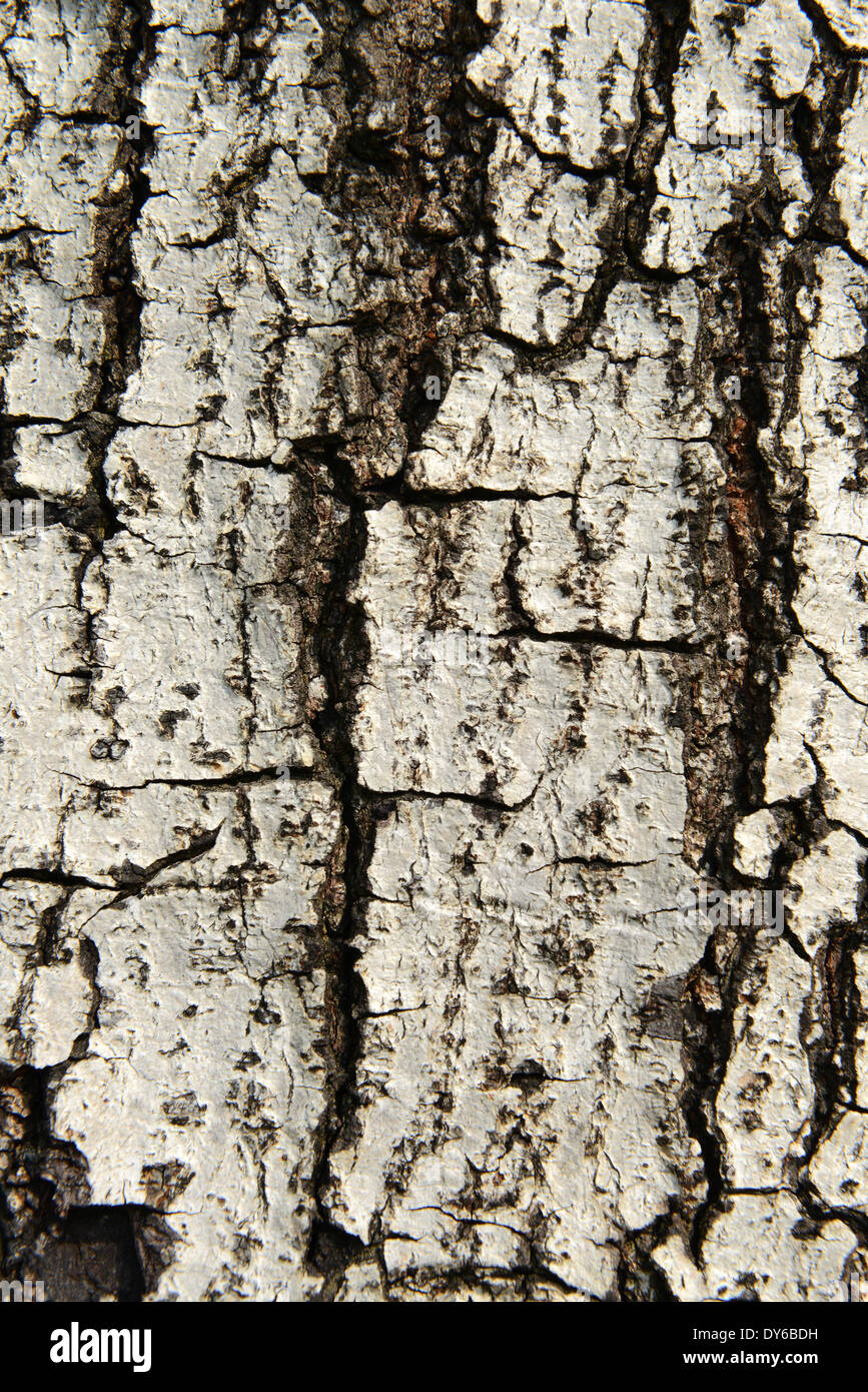 Close up texture of fracture on the tree bark Stock Photo - Alamy