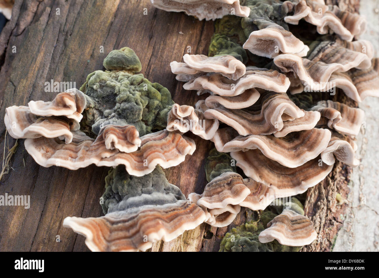 Striped fungi hi-res stock photography and images - Alamy