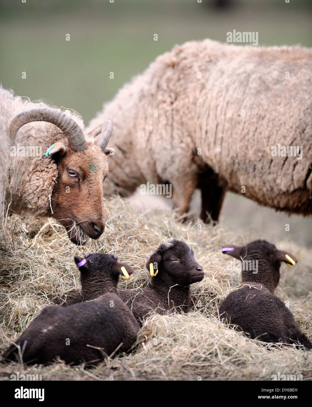 Horned sheep breeds hi-res stock photography and images - Alamy