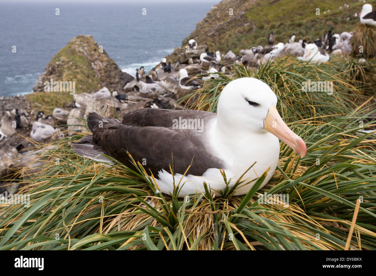 A Black Browed Albatross (Thalassarche melanophris) sitting on a nest ...