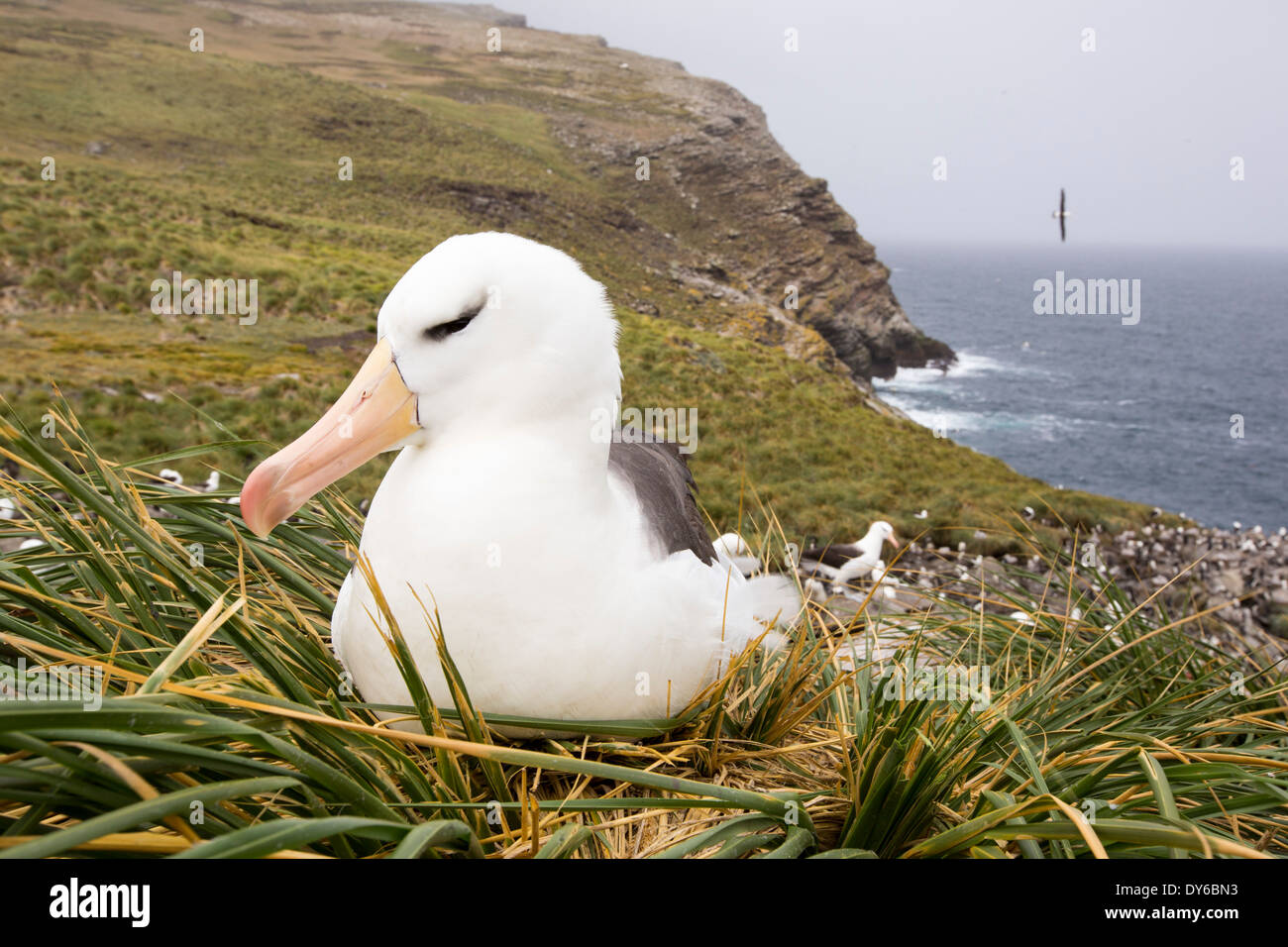 A Black Browed Albatross (Thalassarche melanophris) sitting on a nest ...
