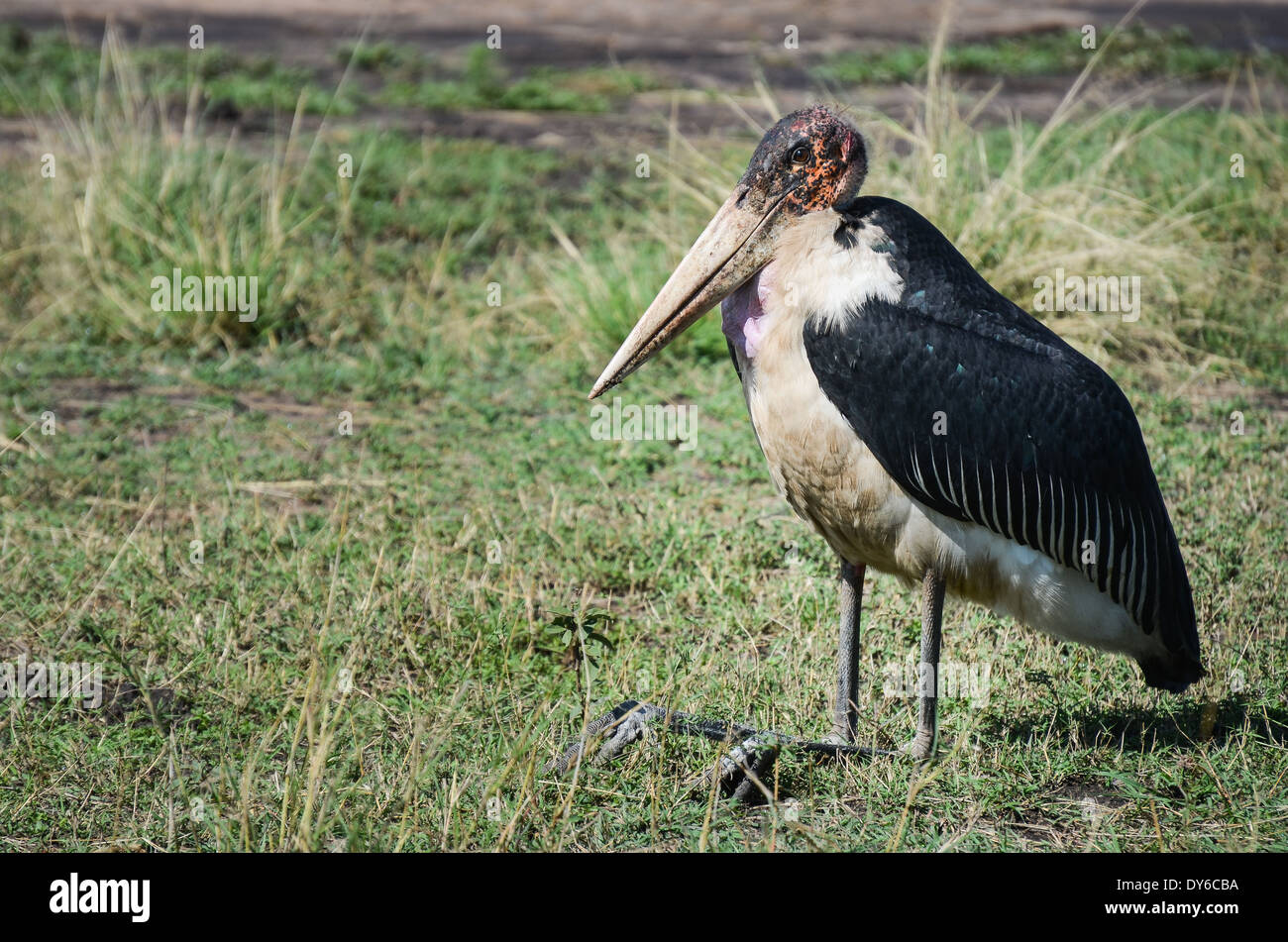 Marabou stork surveys the surroundings Stock Photo - Alamy