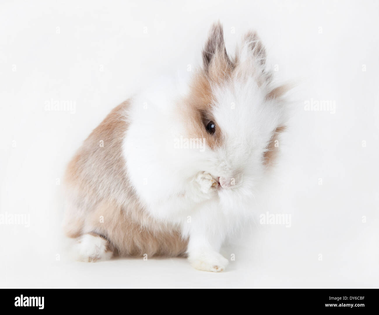 a brown white rabbit dressing up in front of white background Stock ...