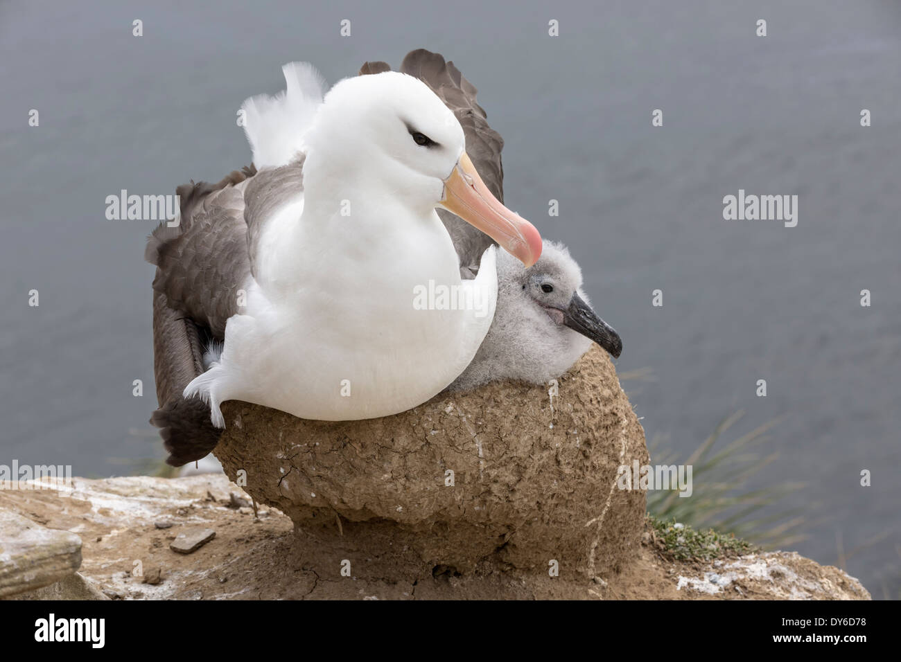 Black browed Albatross - adult on nest with chick Stock Photo - Alamy