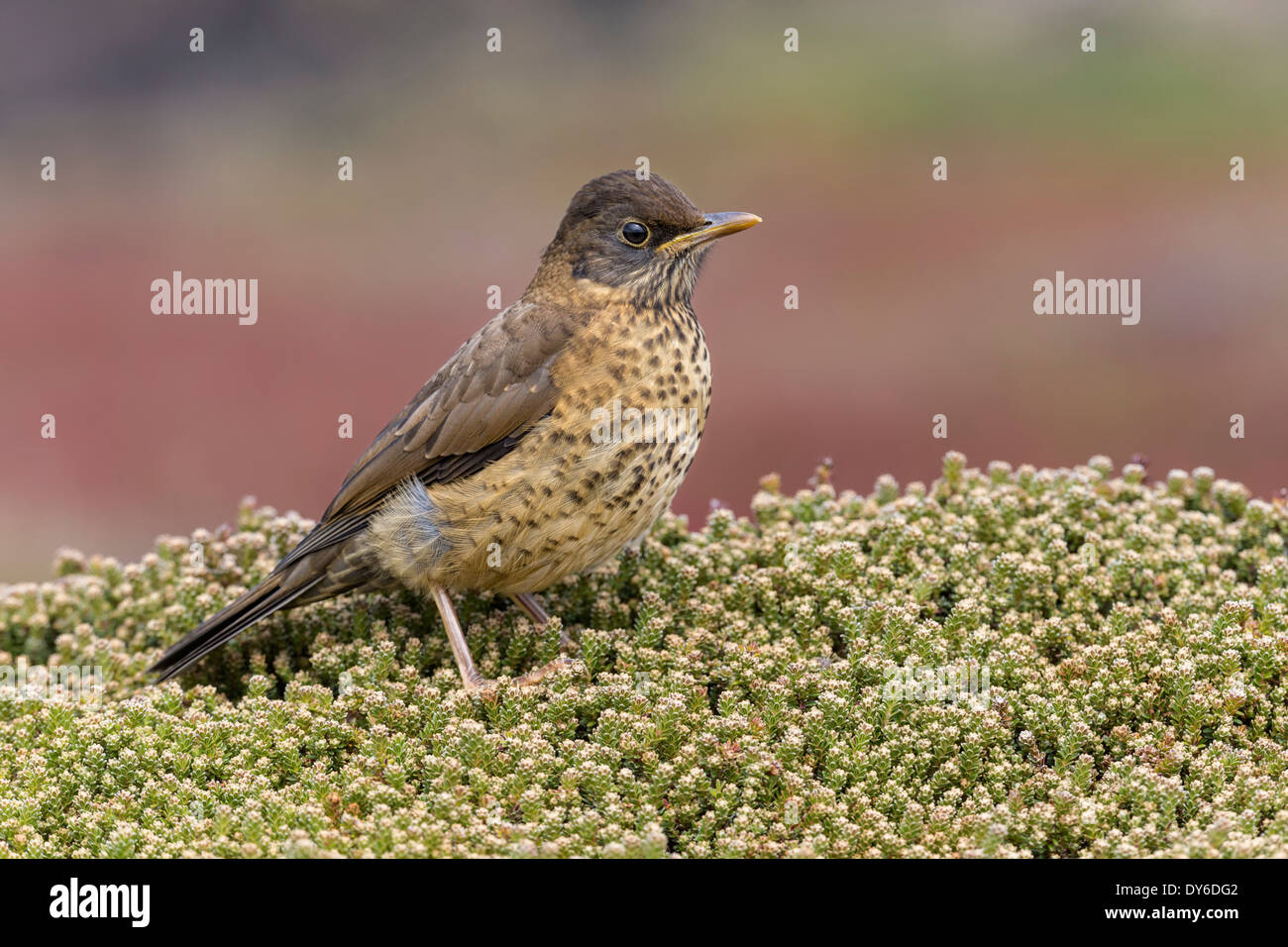 Baby thrush hi-res stock photography and images - Alamy