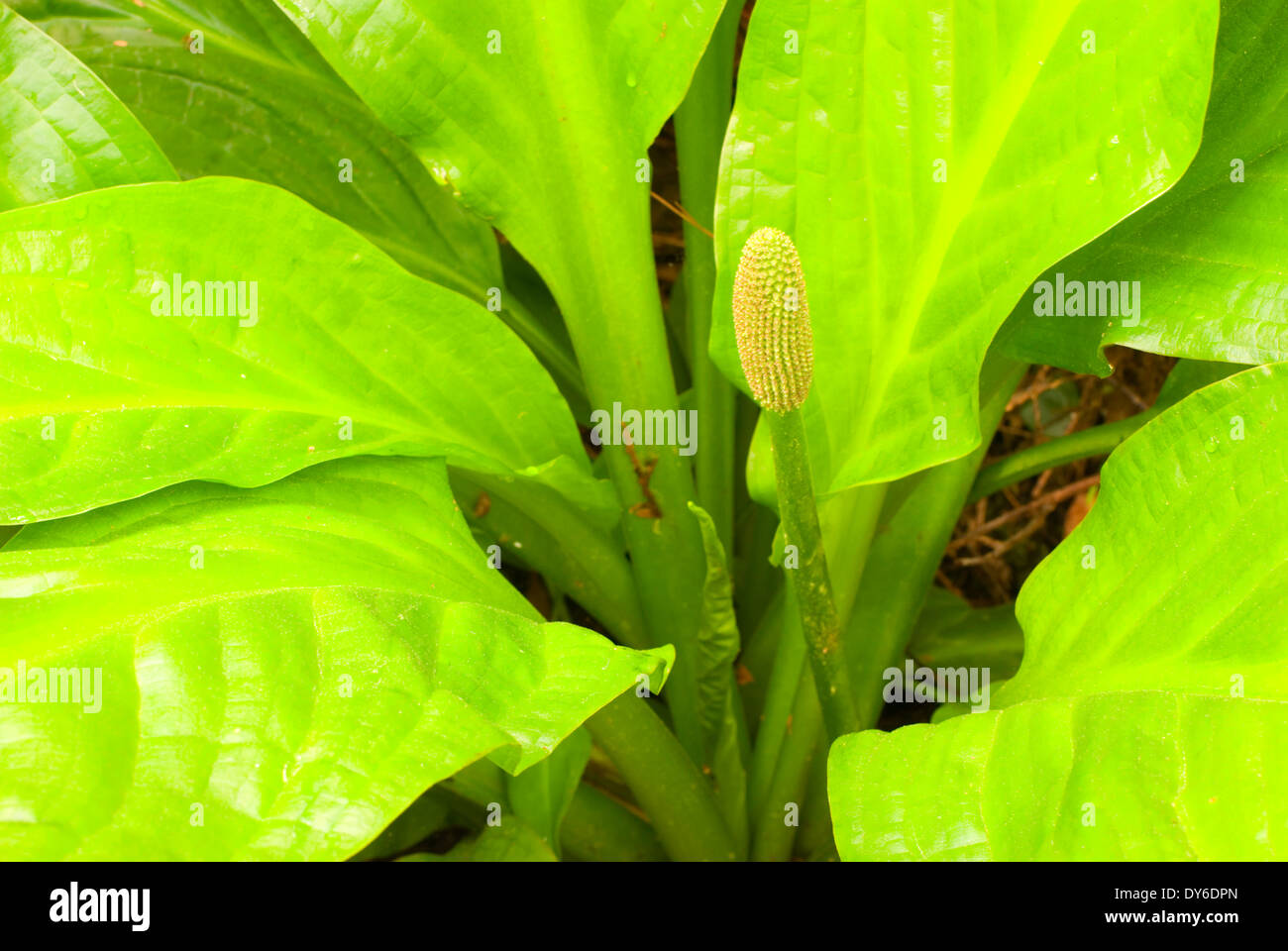 Western skunk cabbage (Lysichiton americanus), Darlingtonia State ...