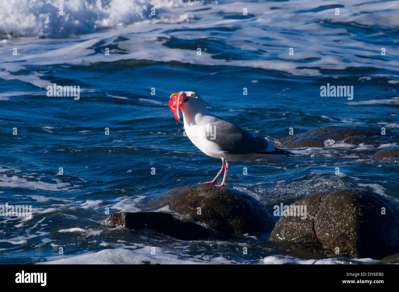 Gull eating fish gills, Fogarty Creek State Park, Oregon Stock Photo ...