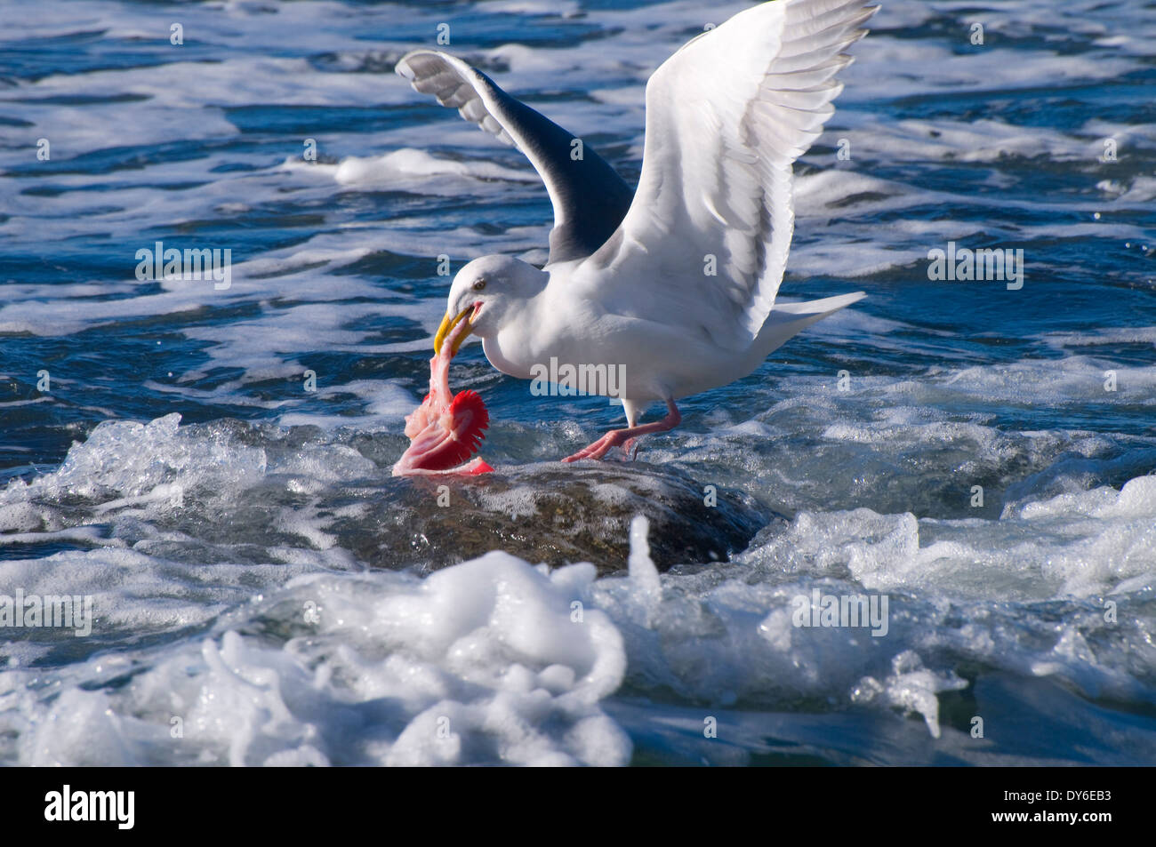 Gull eating fish gills, Fogarty Creek State Park, Oregon Stock Photo ...