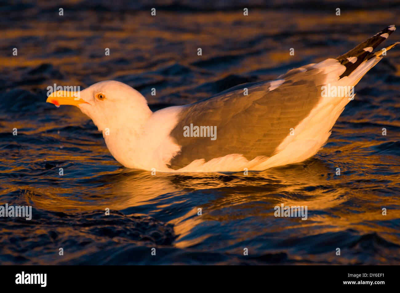 Gull in Dee River, Dee River State Park, Oregon Stock Photo - Alamy