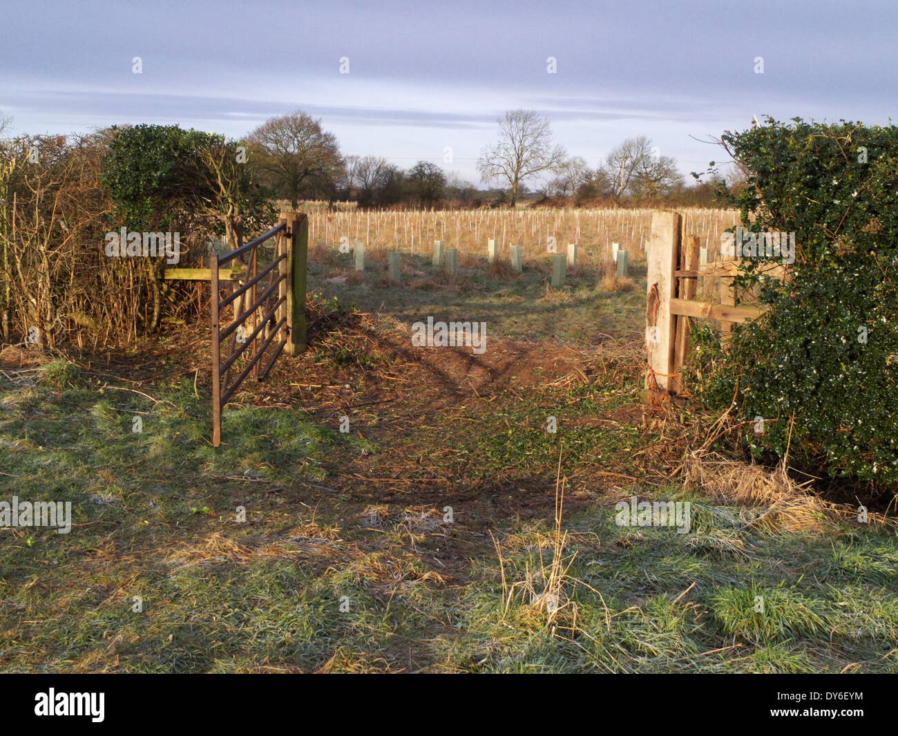 A Field of recently planted young trees seen through a gateway Stock ...