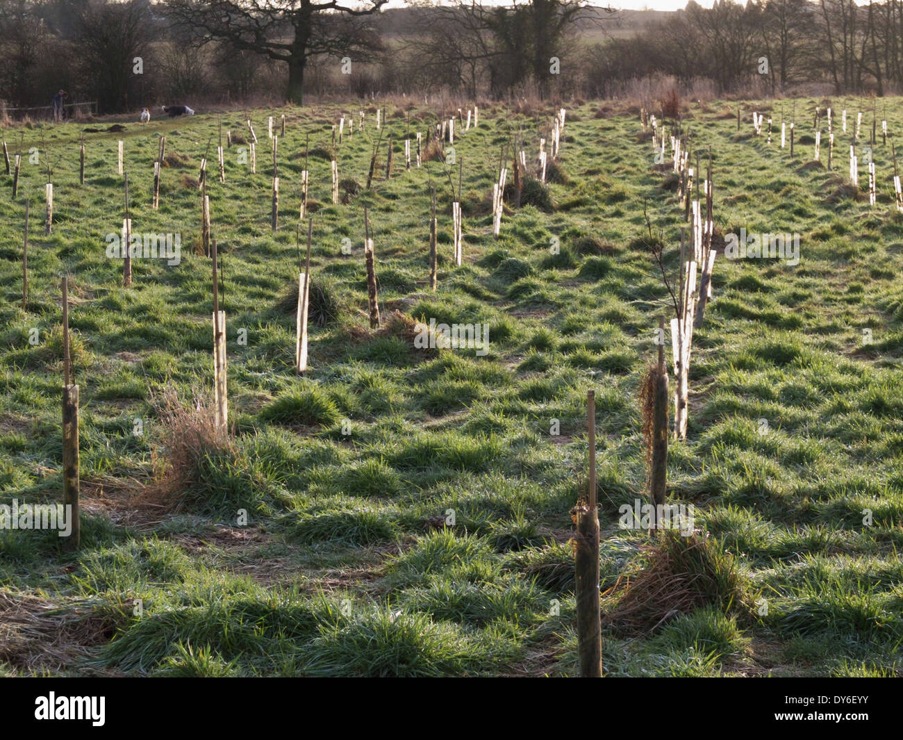 A Field of recently planted young trees Stock Photo - Alamy