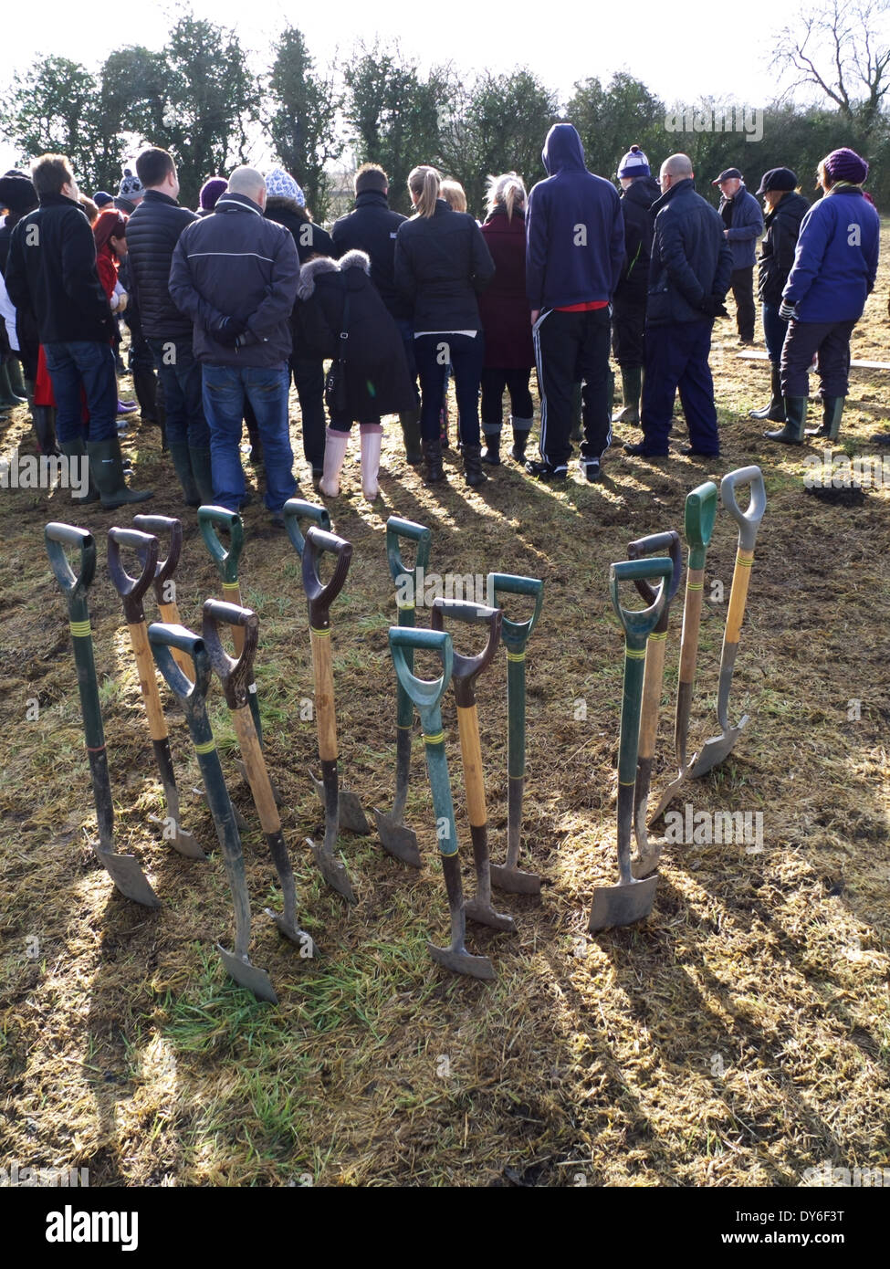 Group of Spades in the ground ready for tree planting Stock Photo - Alamy