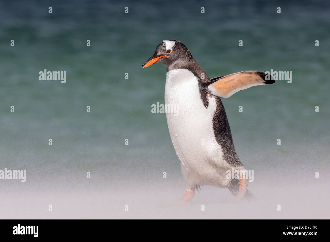 Penguin in storm hi-res stock photography and images - Alamy