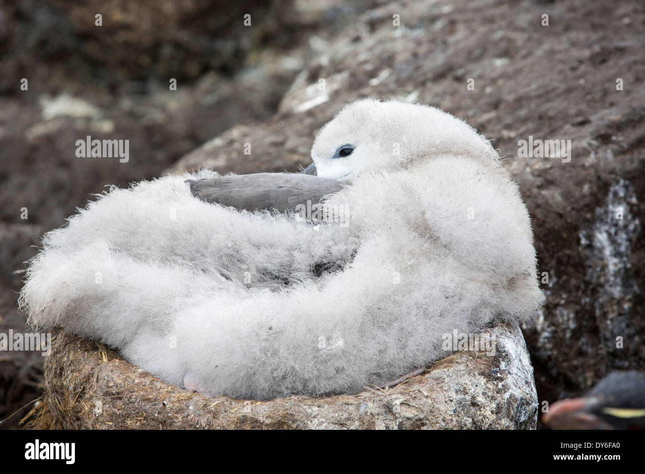 A Black Browed Albatross (Thalassarche melanophris) chick sitting on a ...