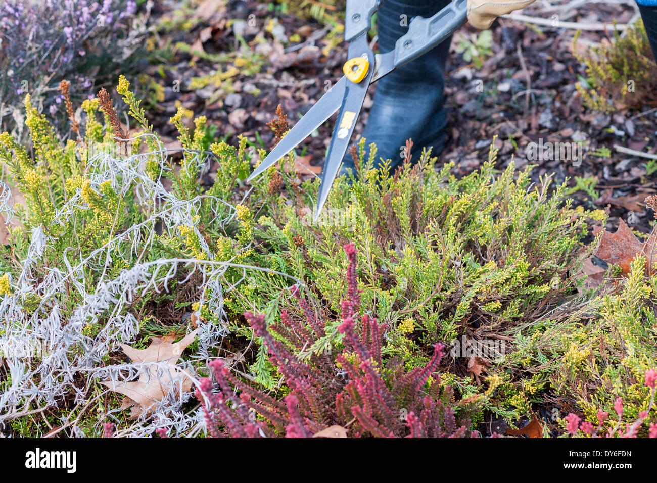 Volunteers shear the heath and heather in the 3-acre Heather Garden in ...