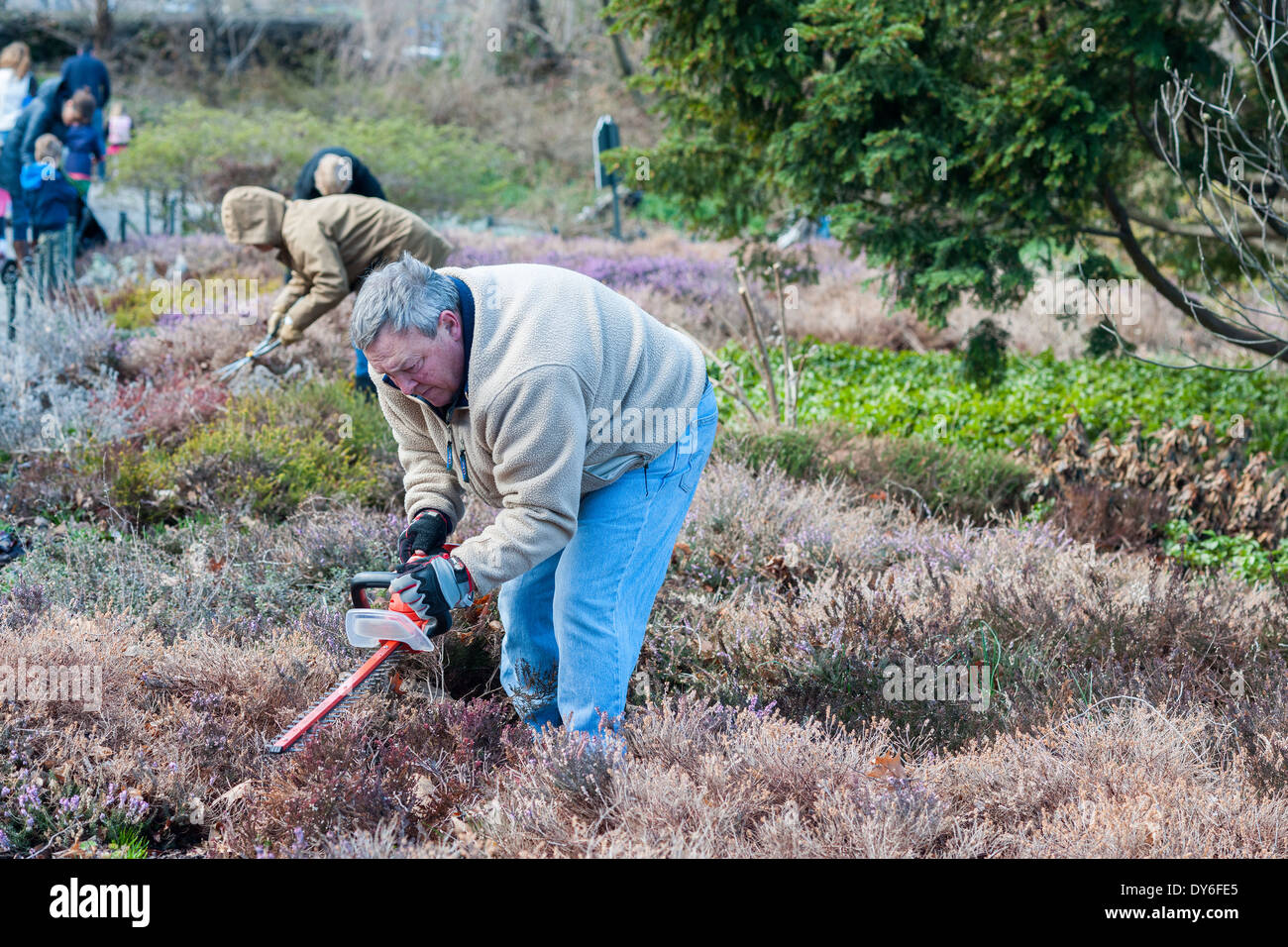 Volunteers shear the heath and heather in the 3-acre Heather Garden in ...