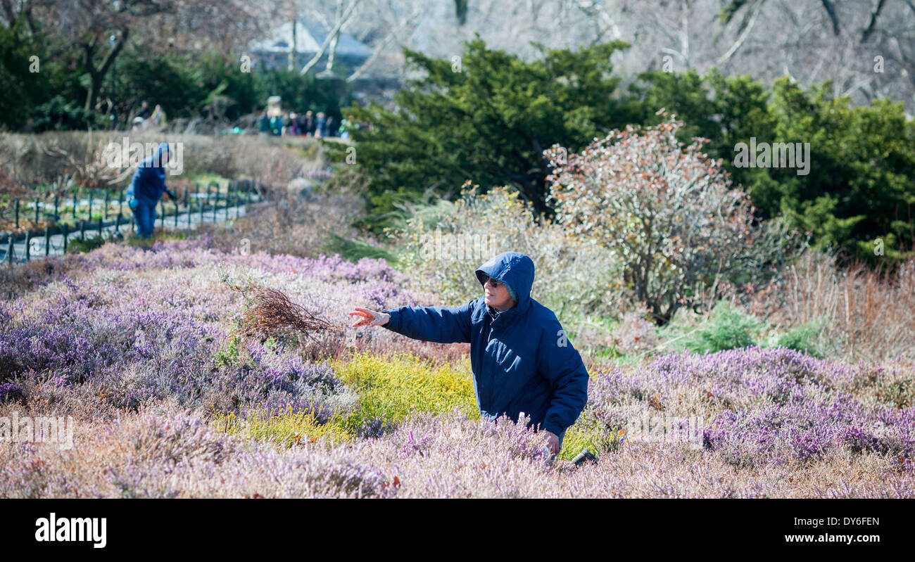 Volunteers shear the heath and heather in the 3-acre Heather Garden in ...