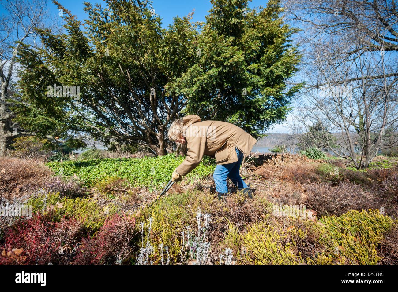 Volunteers shear the heath and heather in the 3-acre Heather Garden in ...