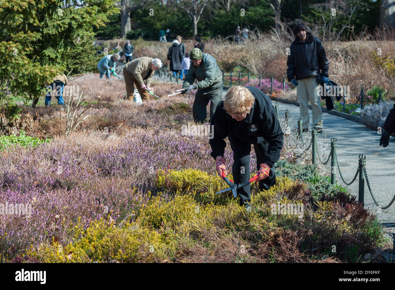 Volunteers shear the heath and heather in the 3-acre Heather Garden in ...
