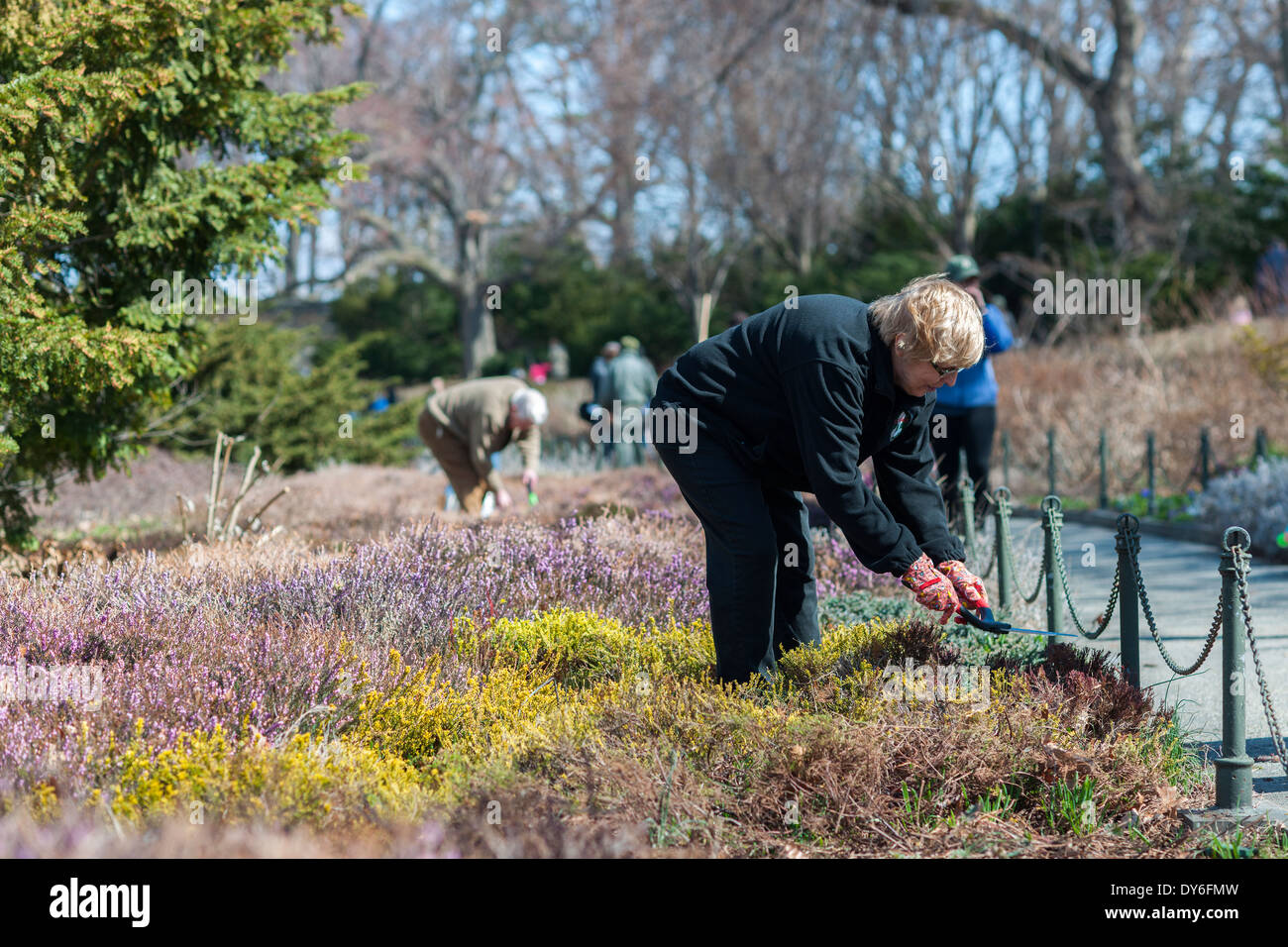 Volunteers shear the heath and heather in the 3-acre Heather Garden in ...