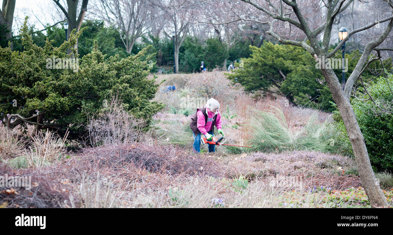 Volunteers shear the heath and heather in the 3-acre Heather Garden in ...