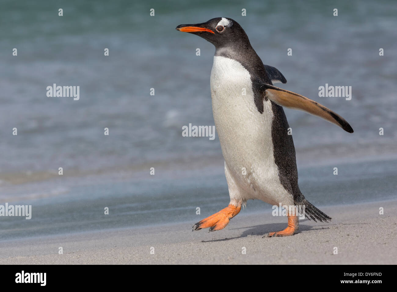 Penguin walking behavior hi-res stock photography and images - Alamy
