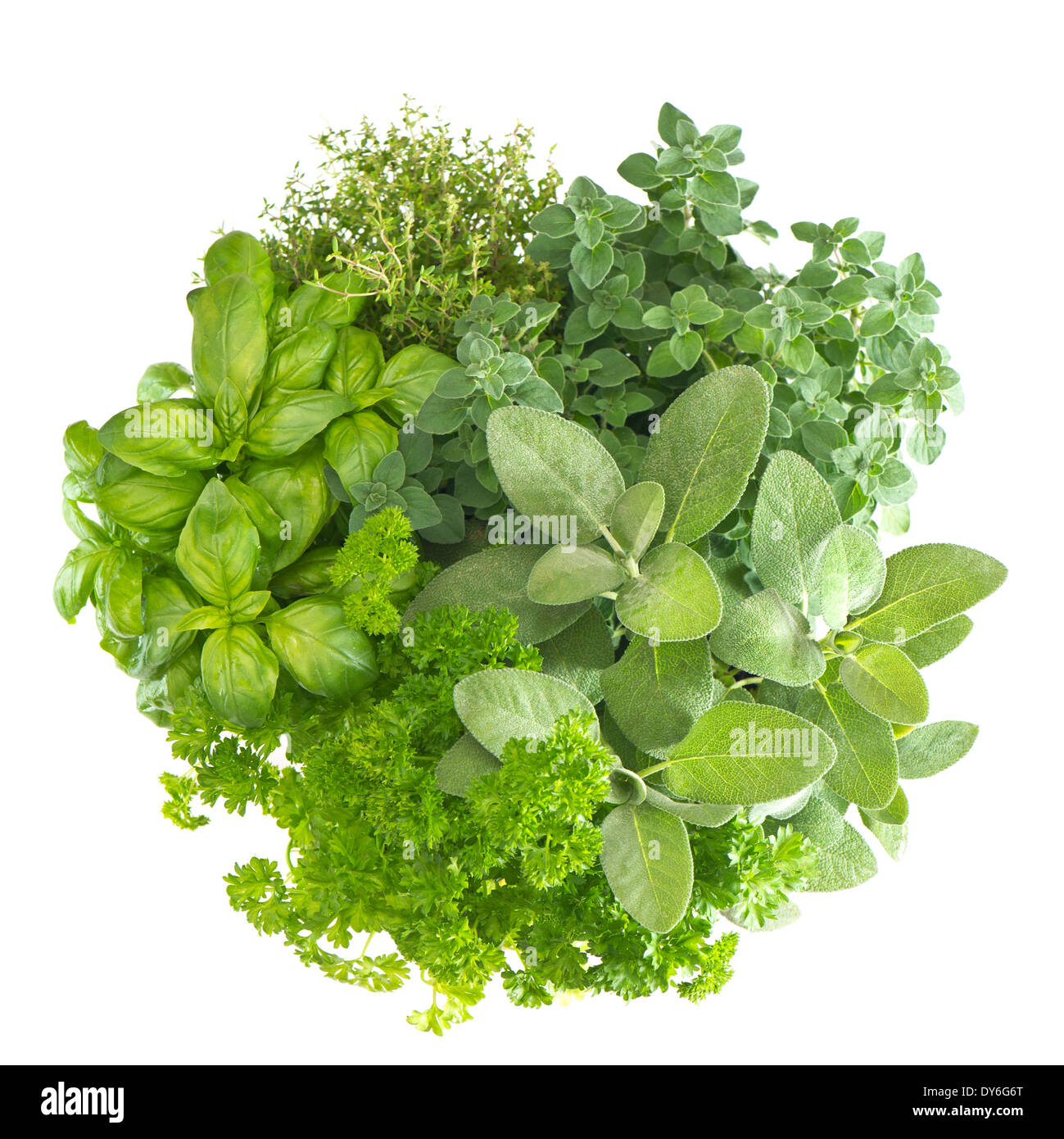 Parsley sage rosemary thyme Cut Out Stock Images & Pictures - Alamy