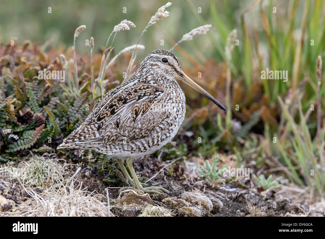 Magellanic Snipe in grassland habitat Stock Photo - Alamy