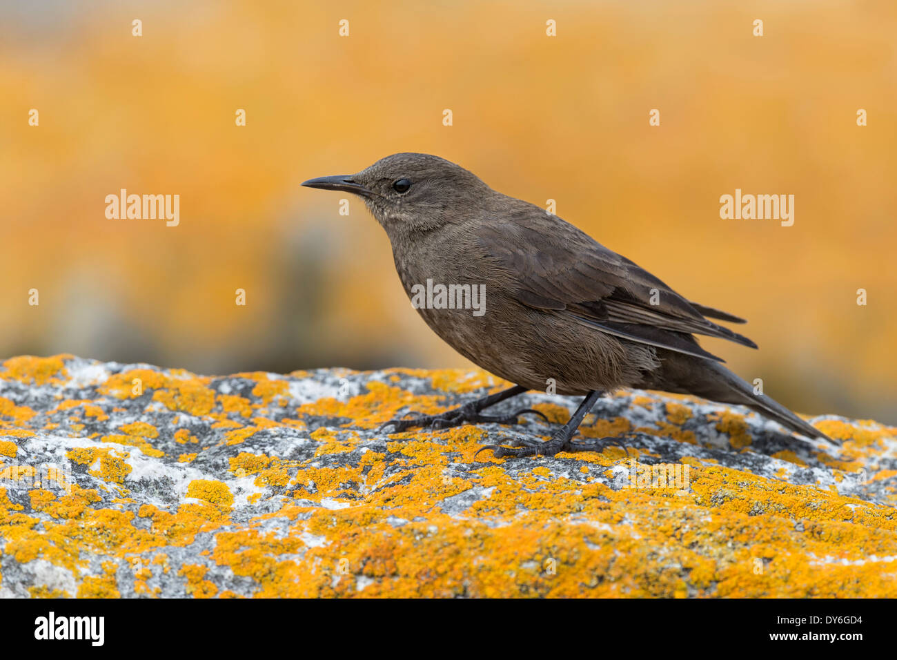 Tussac hi-res stock photography and images - Alamy