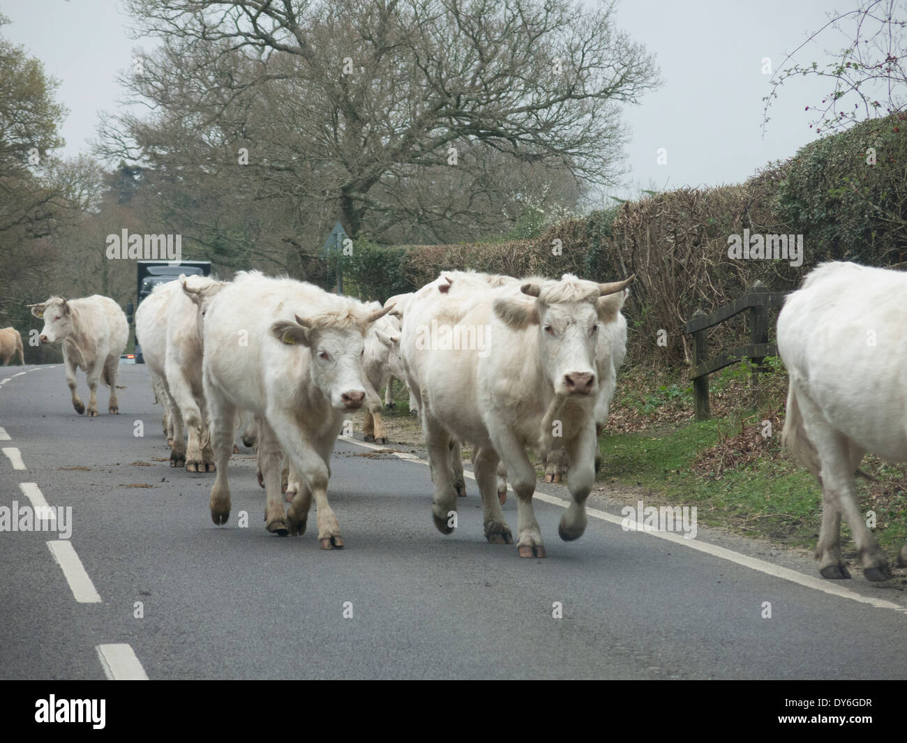 Cattle on road in New Forest 2014 Stock Photo - Alamy