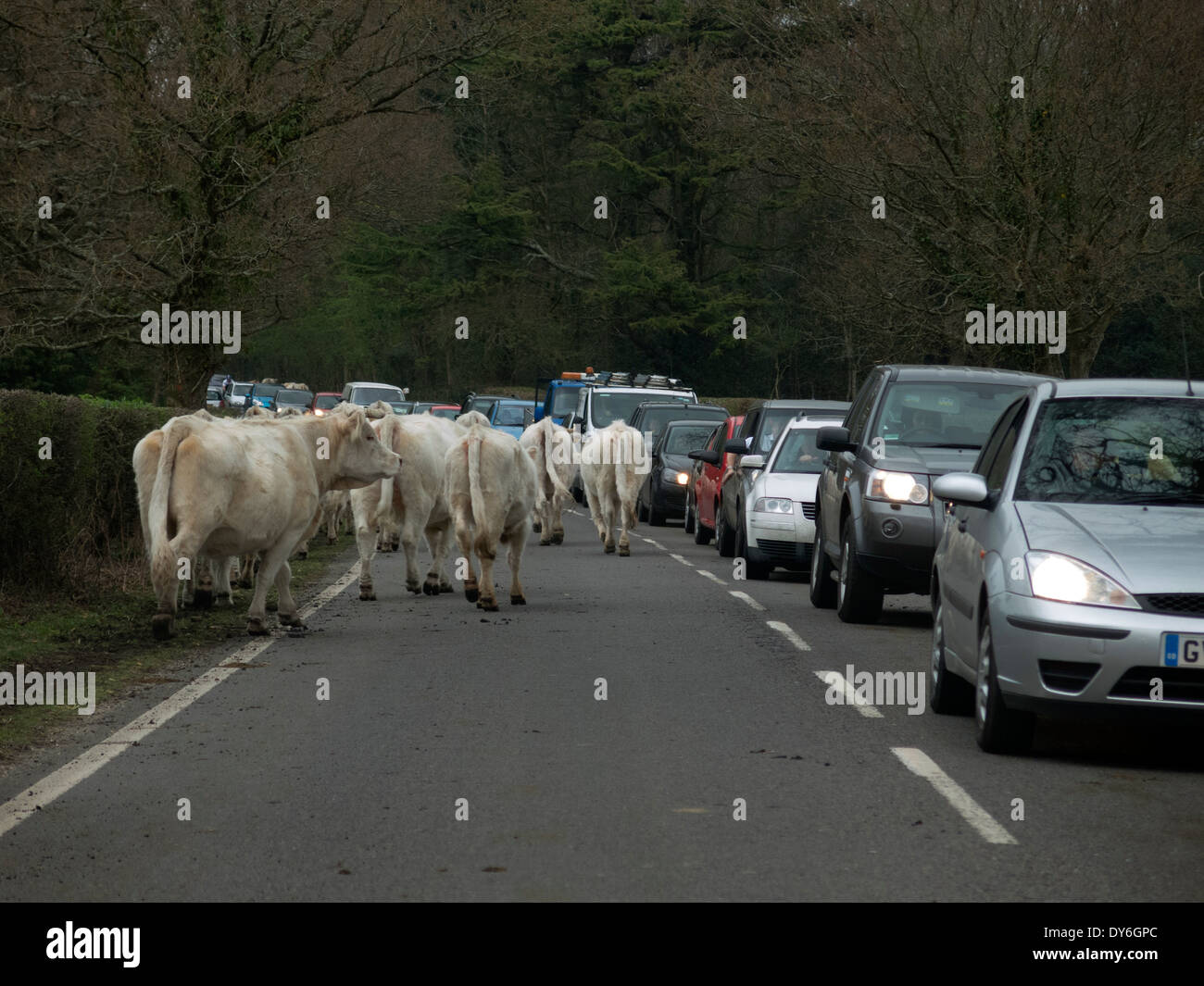 New cattle hi-res stock photography and images - Alamy
