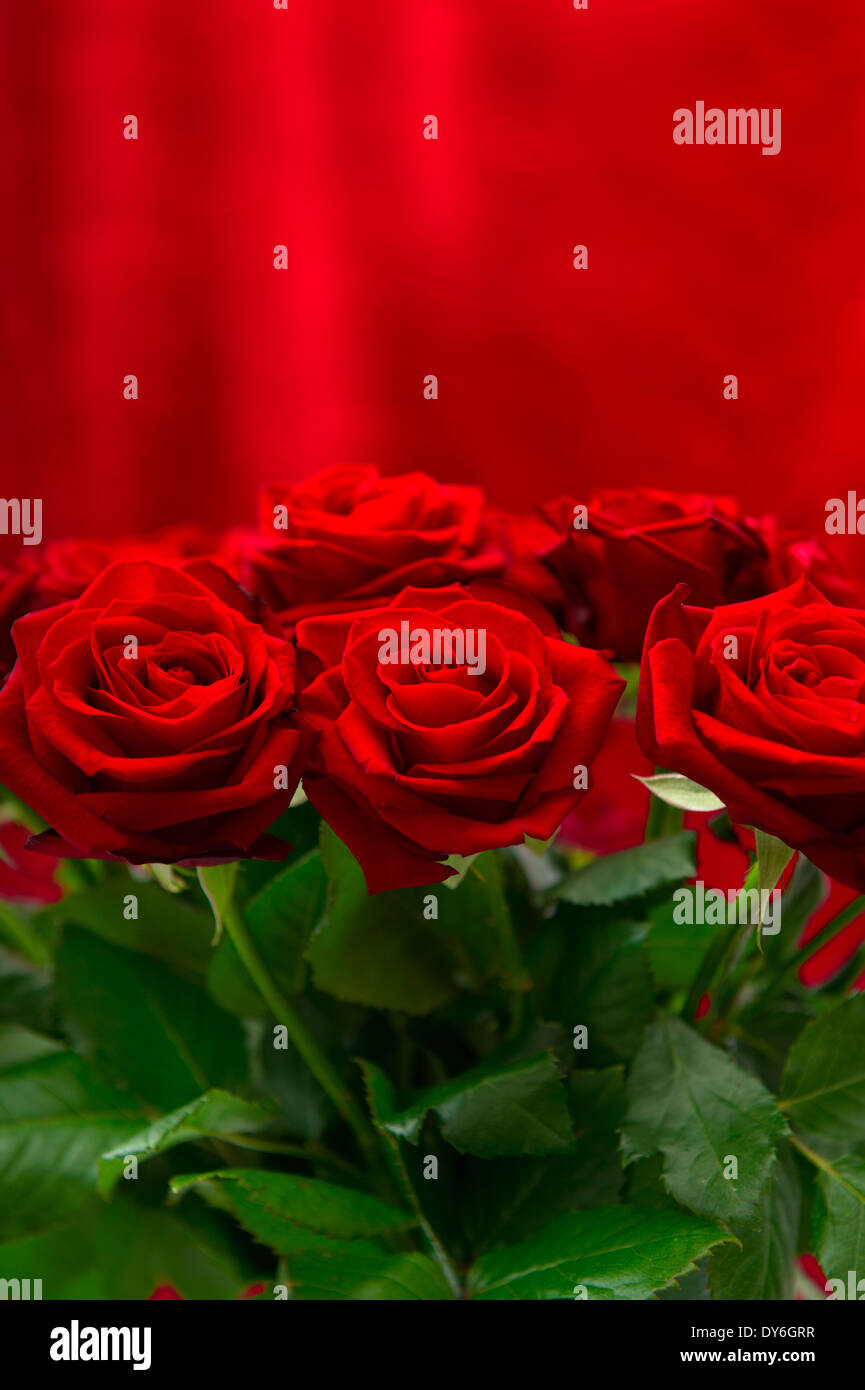 beautiful red roses bouquet Stock Photo - Alamy
