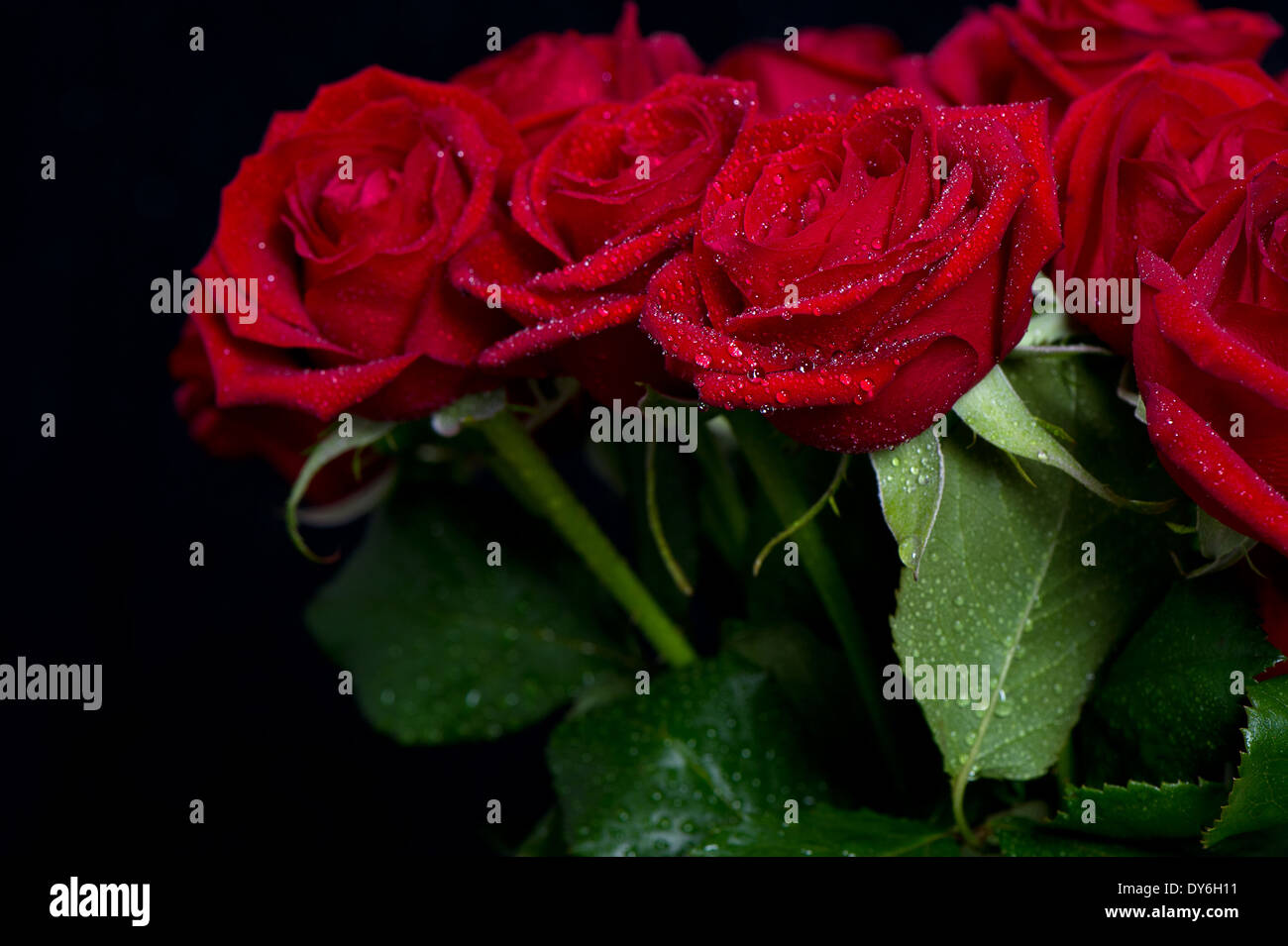 bouquet of red roses on black background Stock Photo - Alamy