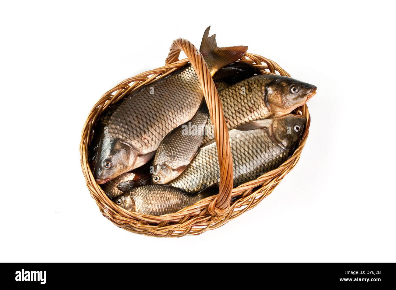Fresh crucian carp fish hi-res stock photography and images - Alamy