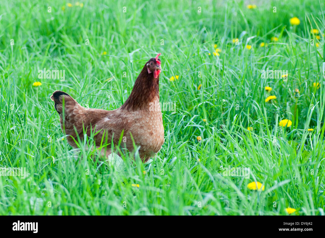 Hen outside in the meadow Stock Photo - Alamy