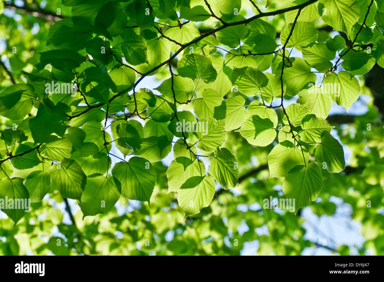 Tree Leaves Background