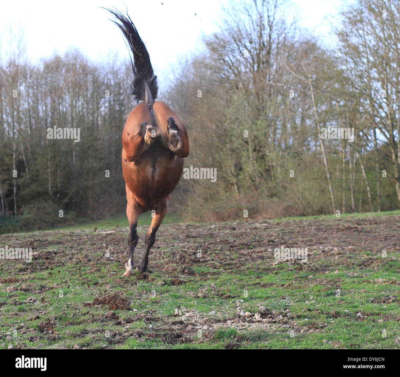 Horse bucking in a field hi-res stock photography and images - Alamy