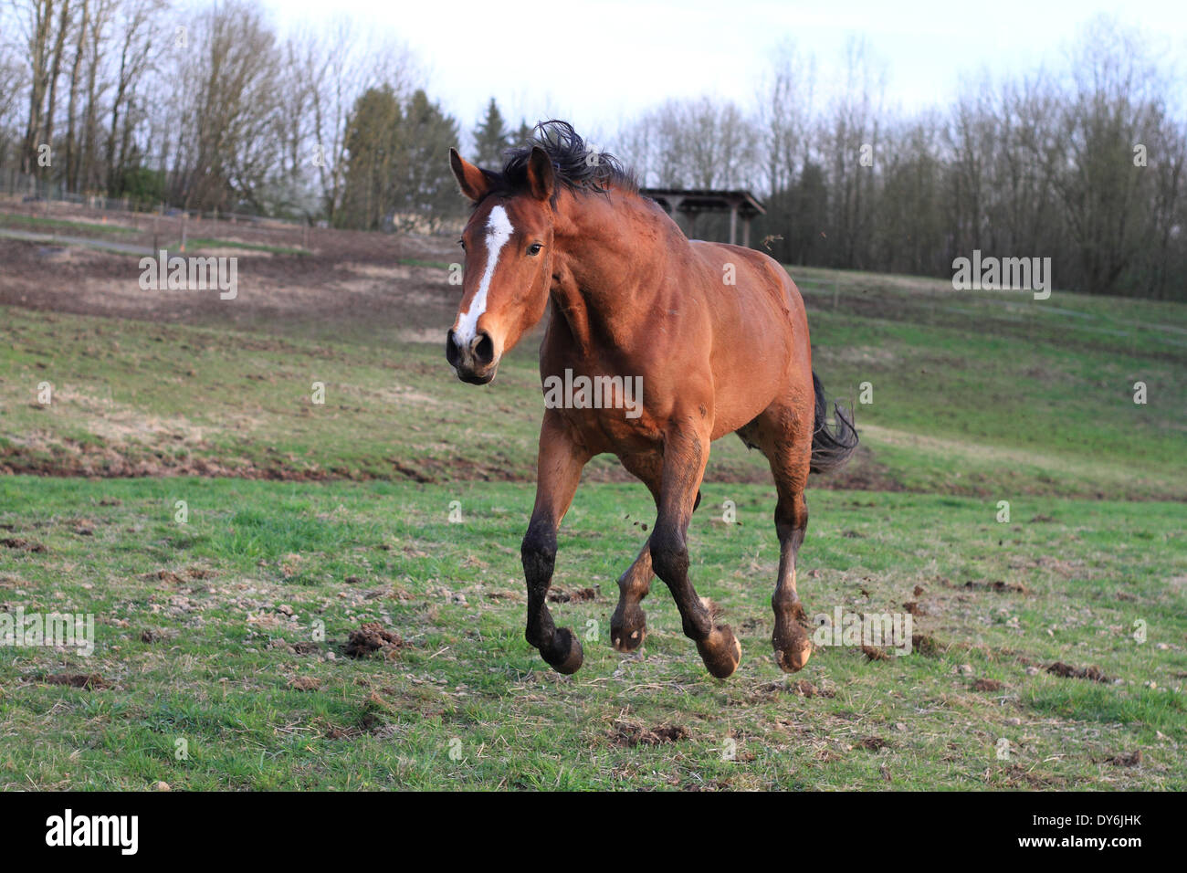 Fast running horse hi-res stock photography and images - Alamy