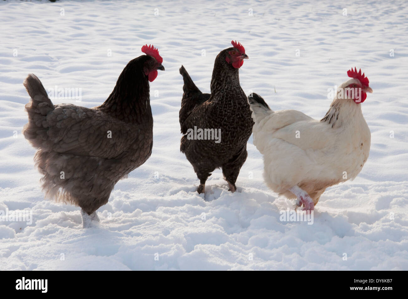 Winter chickens hi-res stock photography and images - Alamy