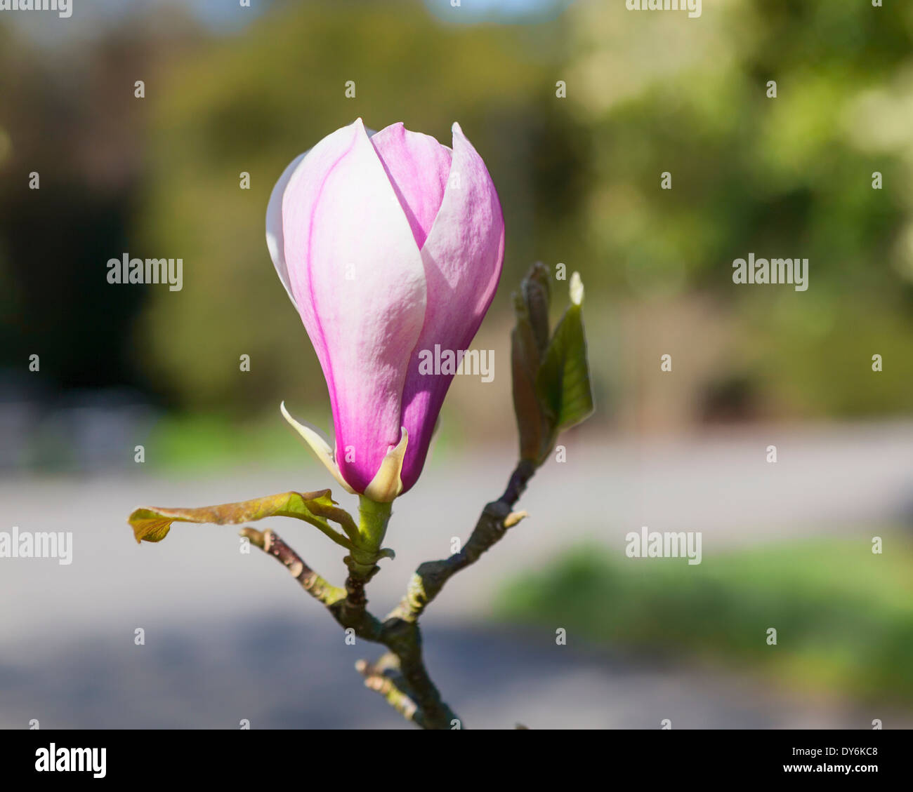 Magnolia soulangeana rustica rubra hi-res stock photography and images ...