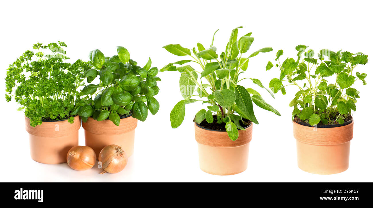 kitchen herbs basil, parsley, sage and mint in pots isolated on white ...