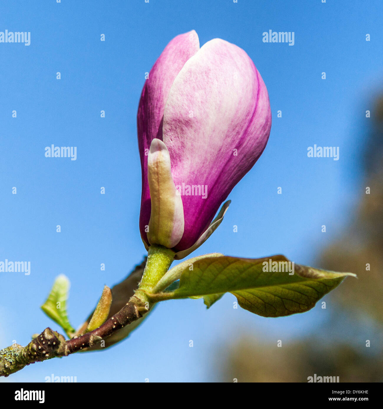 Magnolia soulangeana rustica rubra hi-res stock photography and images ...