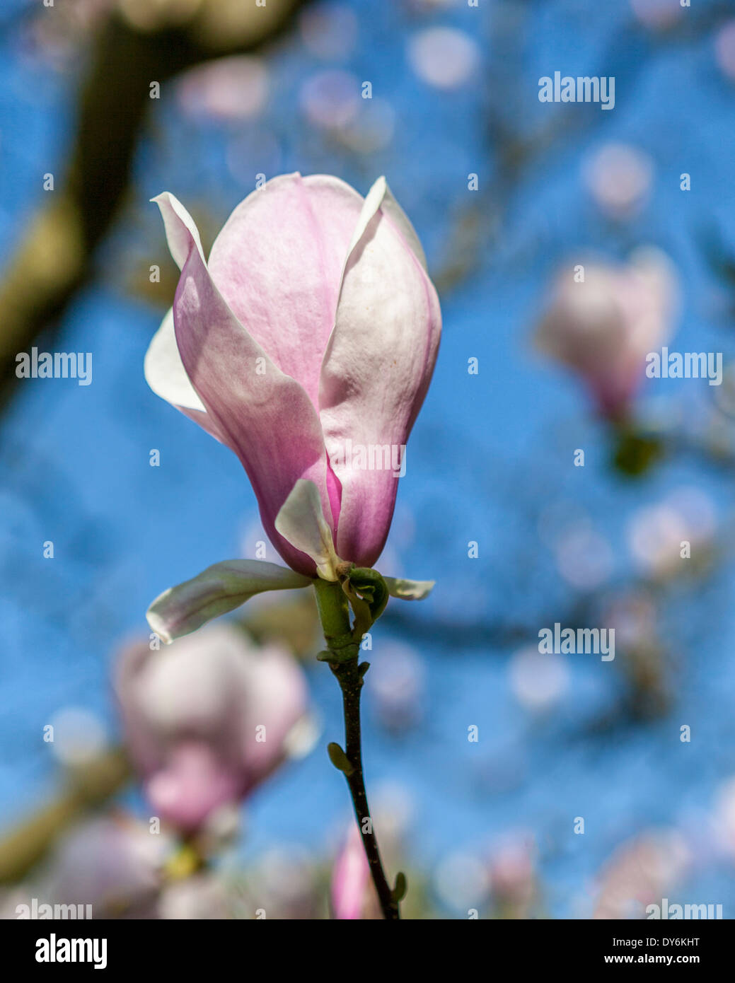Magnolia X Soulangeana 'rustica rubra' pink flower bud and blue sky at ...