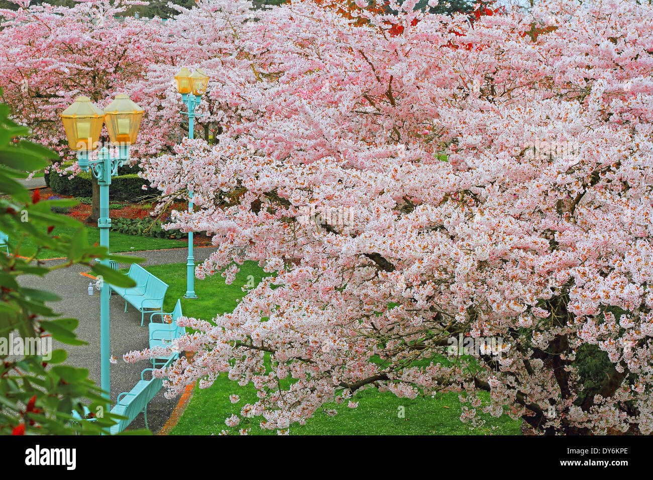 Park benches cherry blossom trees hi-res stock photography and images ...