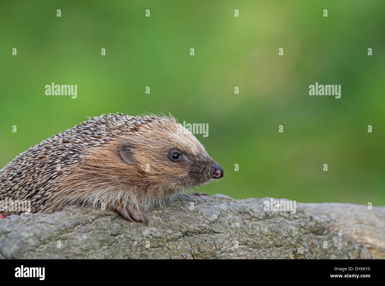 Hedgehog: Erinaceus europaeus Stock Photo - Alamy