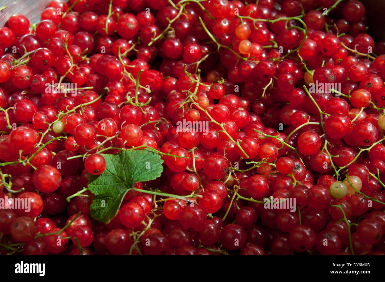 Redcurants hi-res stock photography and images - Alamy