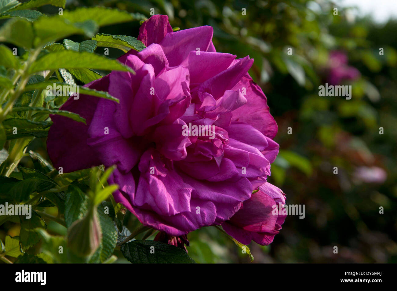 ‘roseraie de l’hay’ hi-res stock photography and images - Alamy