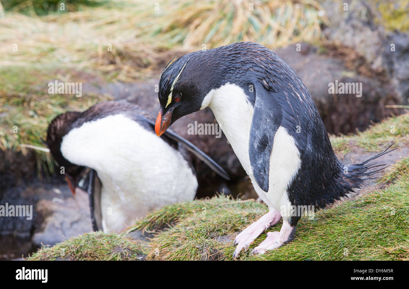 Penguin hygiene hi-res stock photography and images - Alamy